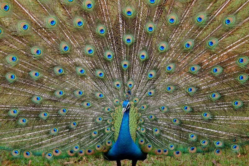 The Peacock Dances on Its Beautiful Tail Feathers. Stock Image - Image ...
