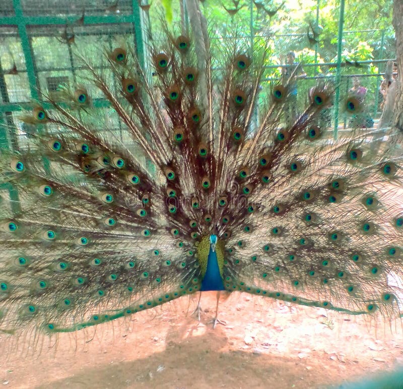 Peacock stock photo. Image of bird, happy, mood, dancing - 120056632