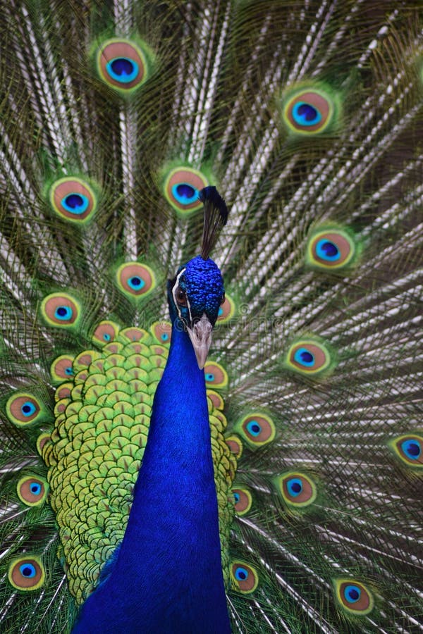 Peacock. stock image. Image of tail, peacock, bird, feathers - 277068341
