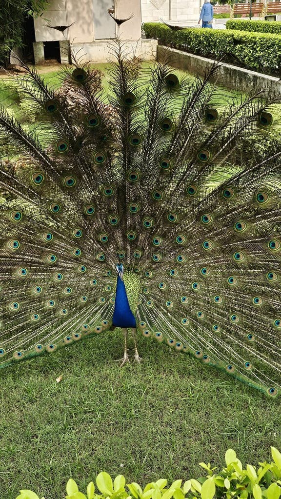 Peacock wing stock photo. Image of waterbird, parrot - 340301364