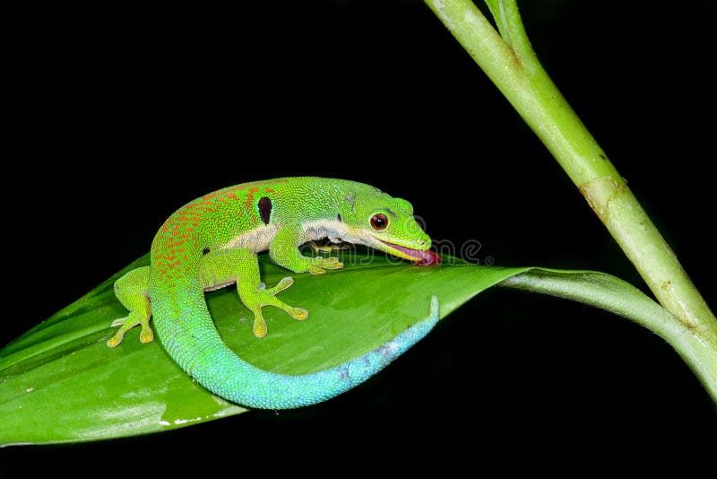 Peacock day gecko stock image. Image of ranomafana, phelsuma - 42322511