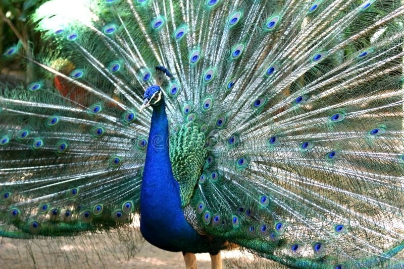 Majestic peacock stock photo. Image of proud, plumage, colourful - 253296