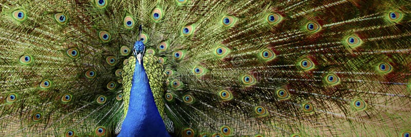 Peacock display stock image. Image of banner, display - 67668527