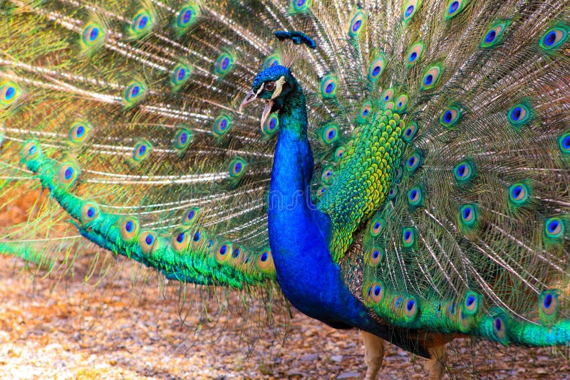 Peacock Displaying His Train Stock Photo - Image of train, colorful ...