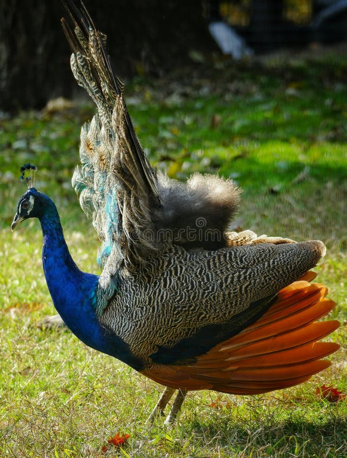 Peacock Displaying Its Tail - Profile Stock Photo - Image of tail ...