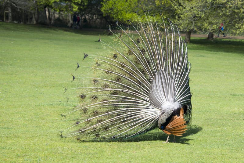Peacock stock image. Image of male, structure, visible - 54111533
