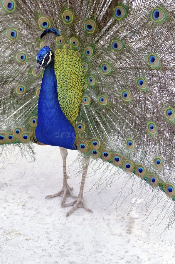 Peacock stock image. Image of beauty, courting, colors - 30734307