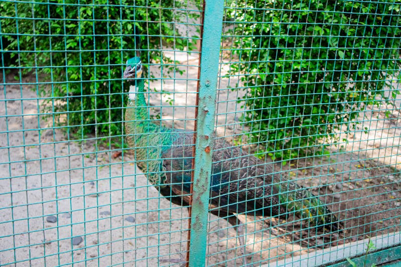 A Peacock with a Distinctive Green Color Pattern Stock Photo - Image of ...