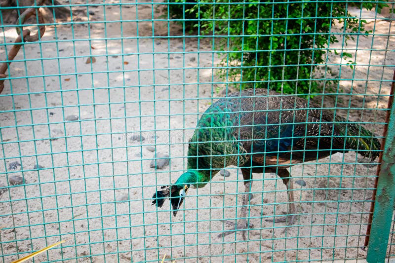 A Peacock with a Distinctive Green Color Pattern Stock Photo - Image of ...