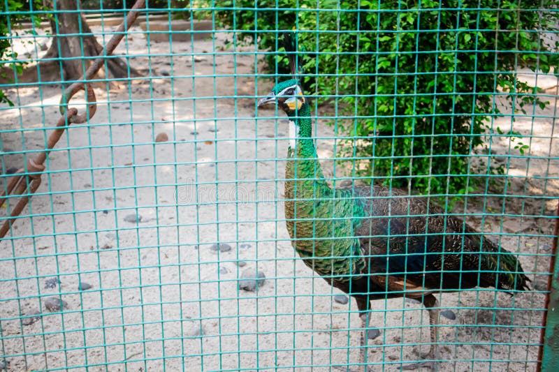 A Peacock with a Distinctive Green Color Pattern Stock Photo - Image of ...
