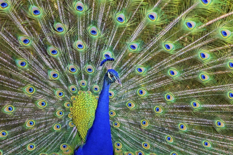 Peacock Doing a Display Dance, Closeup Stock Image - Image of animal ...