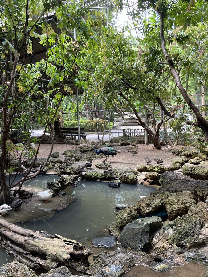 Peacock and Ducks at the Mini-zoo Café Stock Image - Image of bird ...