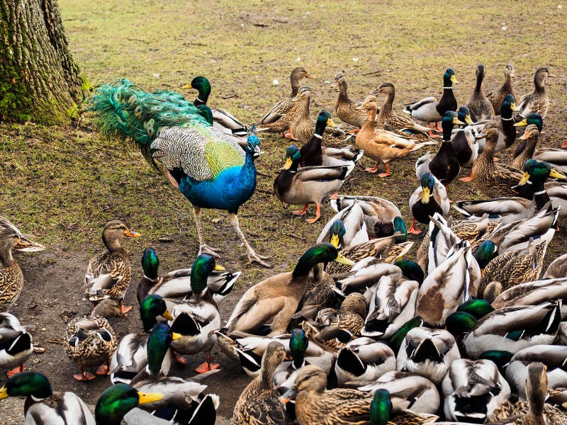 Peacock and ducks stock photo. Image of outdoor, park - 110230898