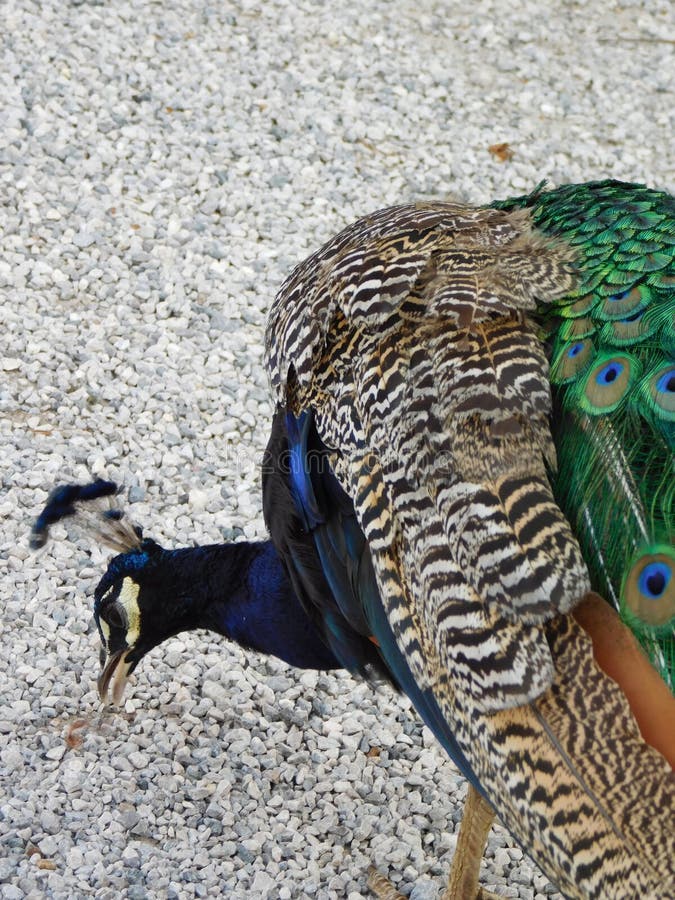 Peacock eats in park stock photo. Image of peacock, wondeful - 155238902
