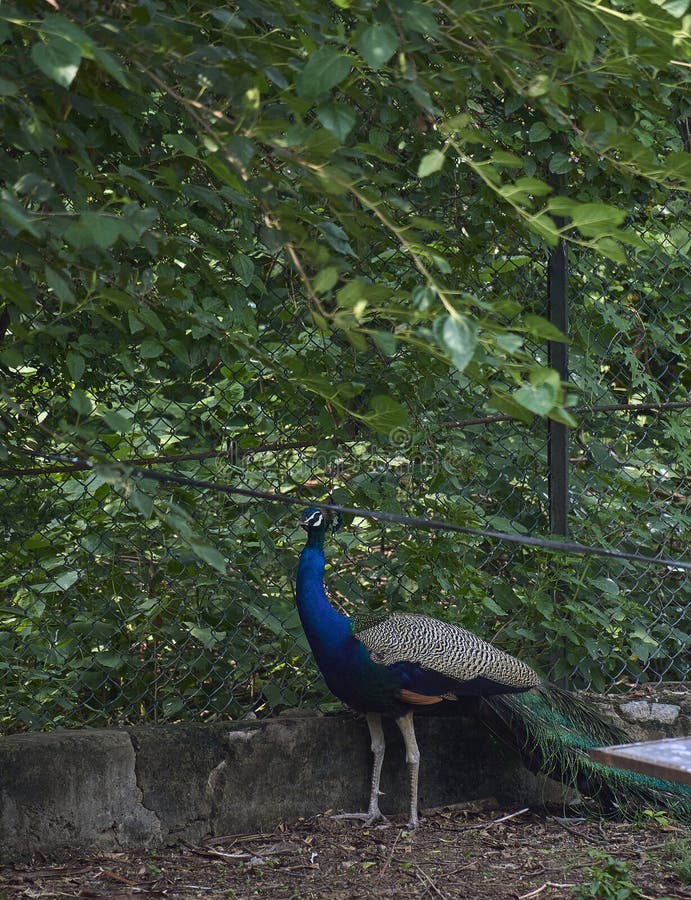 A Peacock is Enjoying Rainy Season Stock Photo - Image of greenery ...