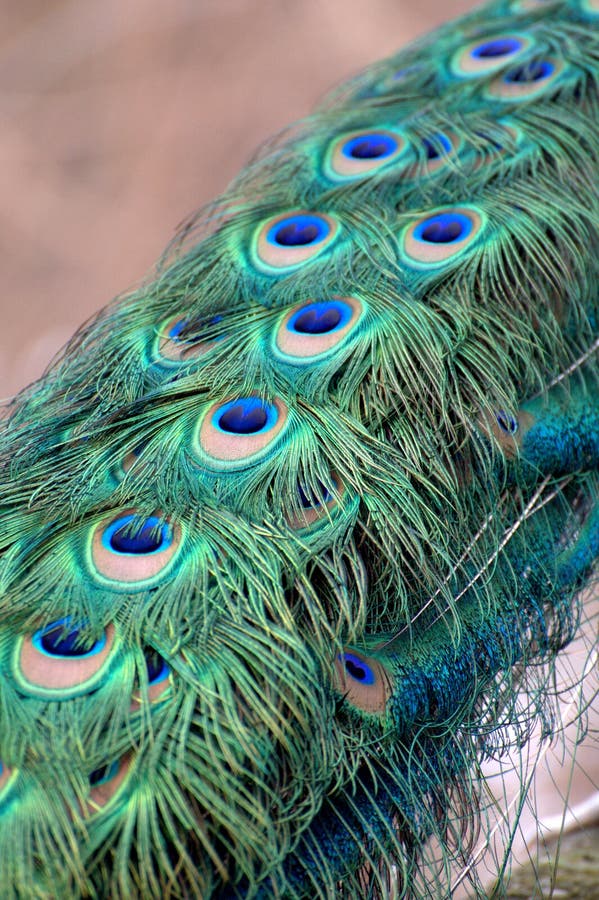 Peacock Eye stock photo. Image of feathers, soft, aqua - 18186358