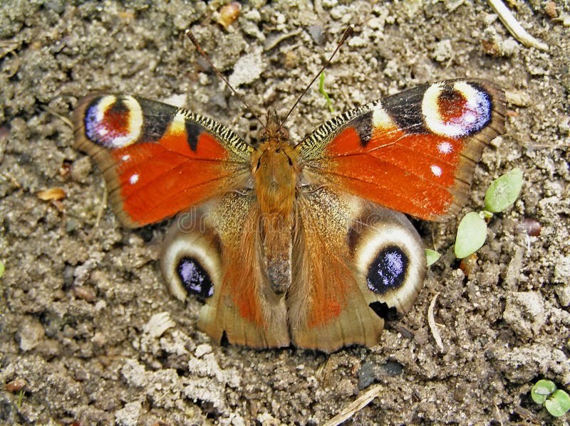 4_butterflies_01 stock photo. Image of wing, colours - 12341212