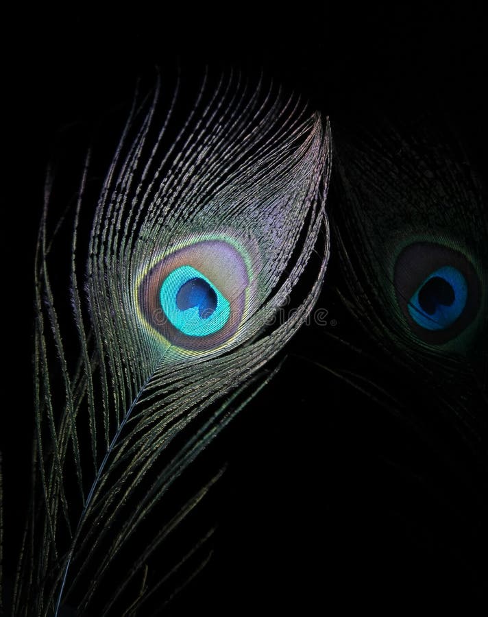 The peacock eyes 1 stock photo. Image of colour, coloured - 11997542