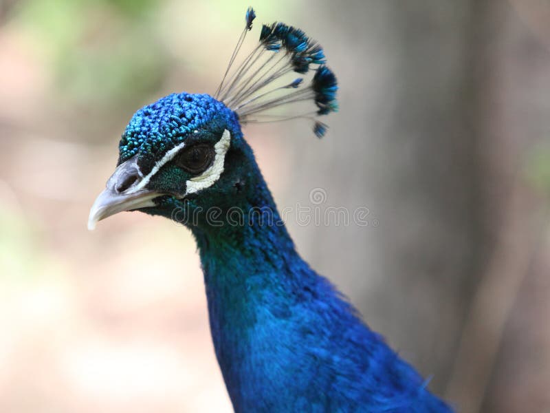 Peacock eyes stock photo. Image of colors, decorative - 49618274