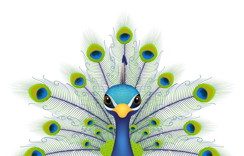 Peacock Face Isolated on White Stock Vector - Illustration of feather ...
