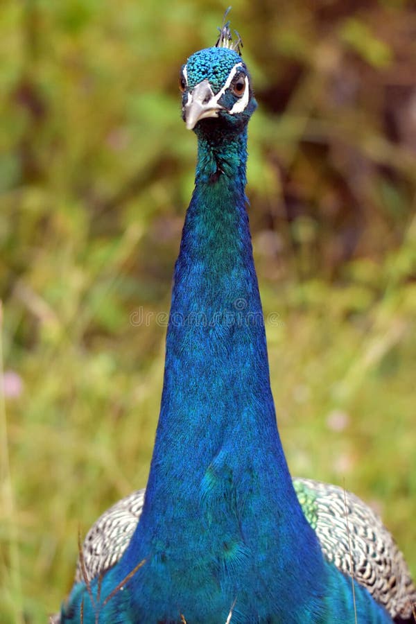 Peacock Face and neck stock image. Image of algae, bokeh - 195990737