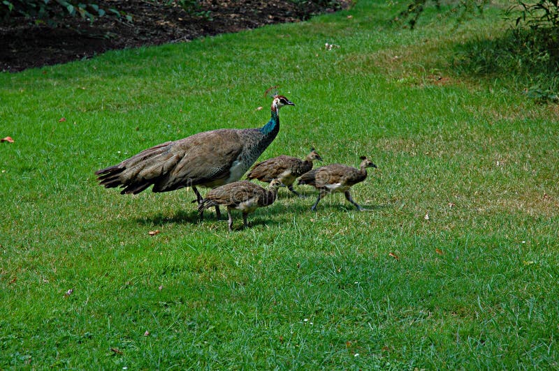 Peacock Family Picture. Image: 1275309