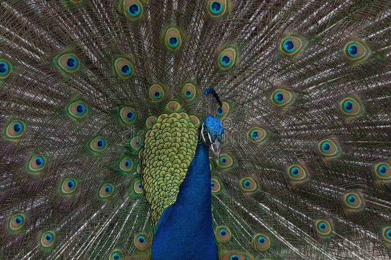 Peacock Fanning Out Its Tail Stock Image - Image of majestic, fanning ...