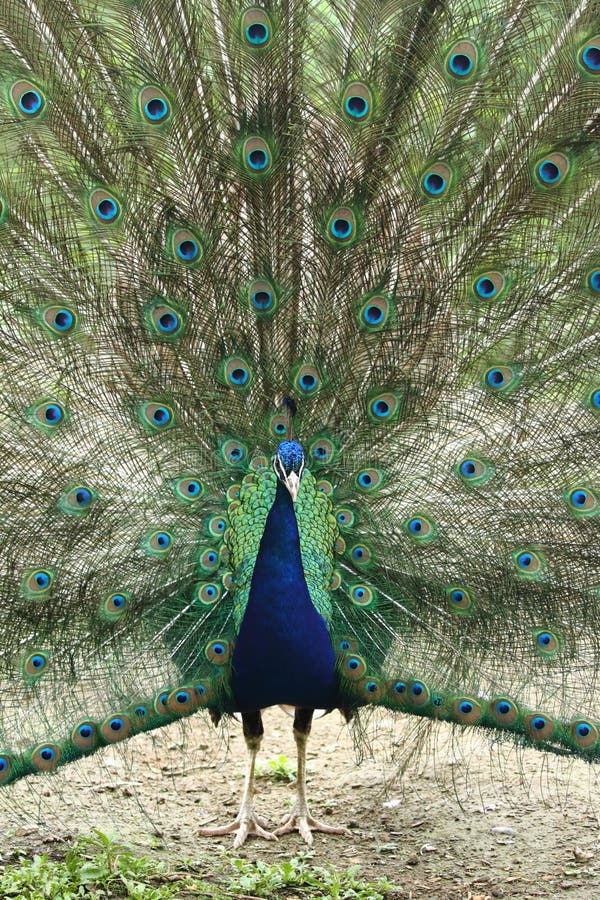 141 Peacock Fanning Photos - Free & Royalty-Free Stock Photos from ...