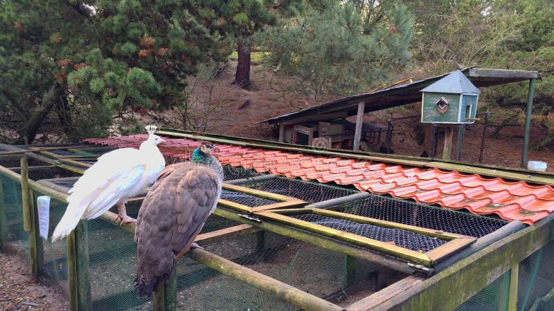 Peacock on farm stock image. Image of bush, australia - 80043975