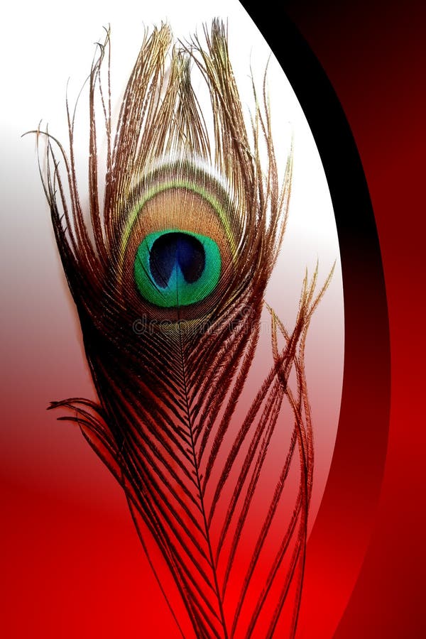 Peacock Father with Abstract Vector Red,black and White Shaded ...