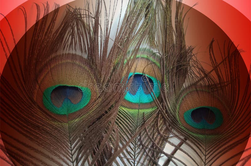 Peacock Fathers with Abstract Vector Multicolored Textured Shaded ...