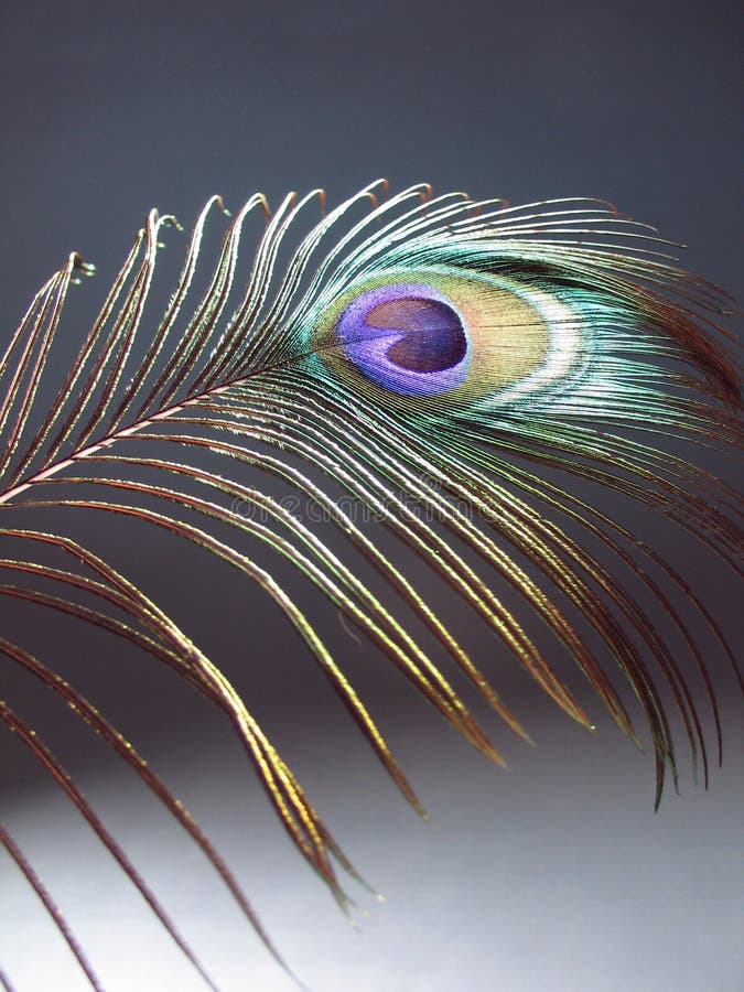 Peacock feather stock image. Image of colorful, peacock - 1938451