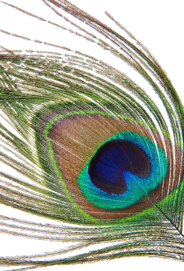 Peacock Feather stock photo. Image of feather, nature - 20067266