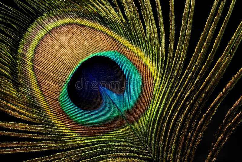 Peacock feather stock image. Image of royal, bright, abstract - 22195173