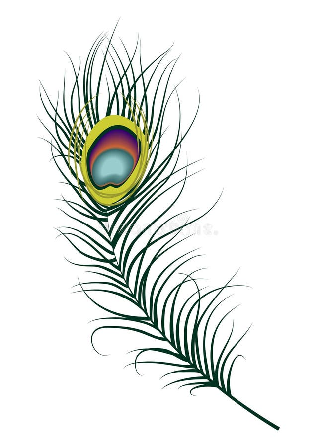 Peacock Feather Stock Illustrations 16 948 Peacock Feather Stock