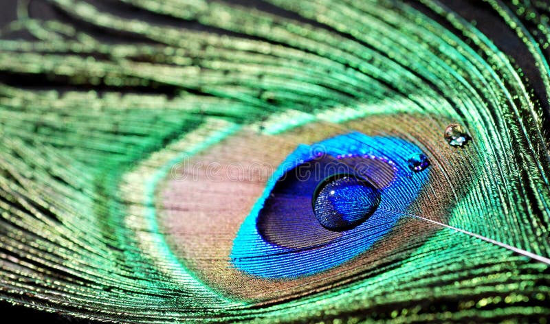 Peacock feather stock image. Image of texture, green, peacock - 4441839