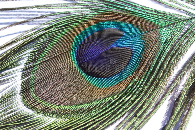 Peacock Feather Picture. Image: 6116640
