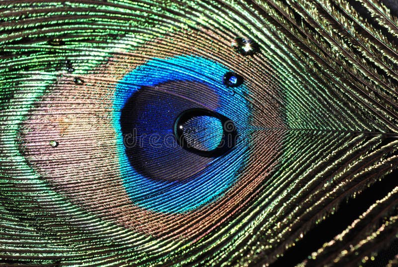 Peacock feather stock image. Image of texture, green, exotic - 6362795