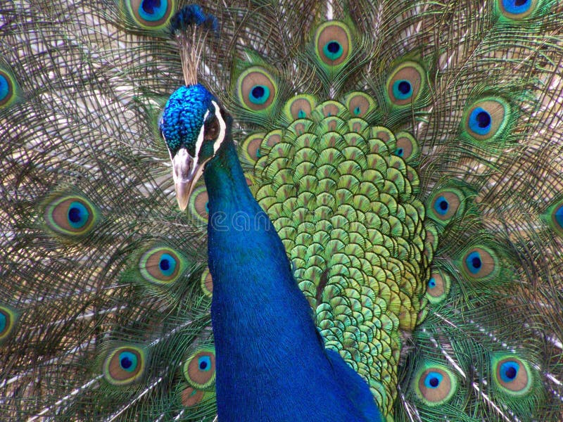 Peacock Feather Beautiful Colours Stock Image - Image of parakeet, bird ...