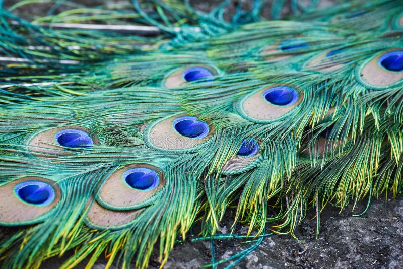 Peacock Feather stock image. Image of horses, beautiful - 109632947