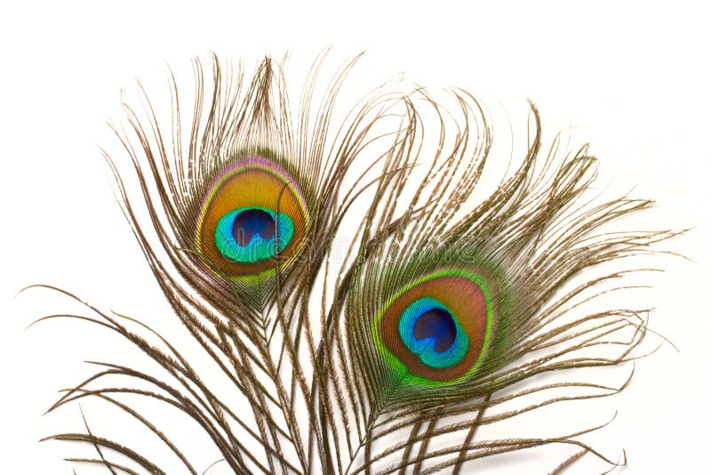 Peacock feather close up stock photo. Image of feather - 8406196