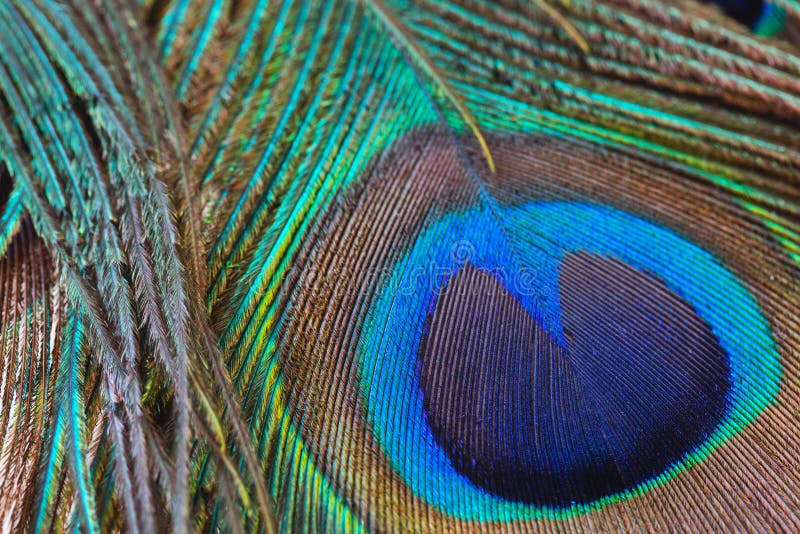 Peacock Feather Close-up, Macro Stock Photo - Image of texture, pattern ...