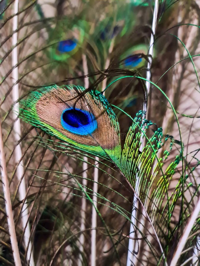 Close Up of a Peacock Feather Stock Image - Image of bird, majestic ...