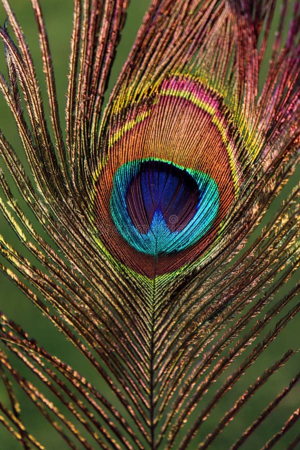 Peacock Feather Close Up Shot Stock Photo - Image of feather, peacock ...