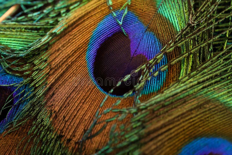 Peacock Feather Closeup. Peafowl Feather. Feather Texture Pattern ...
