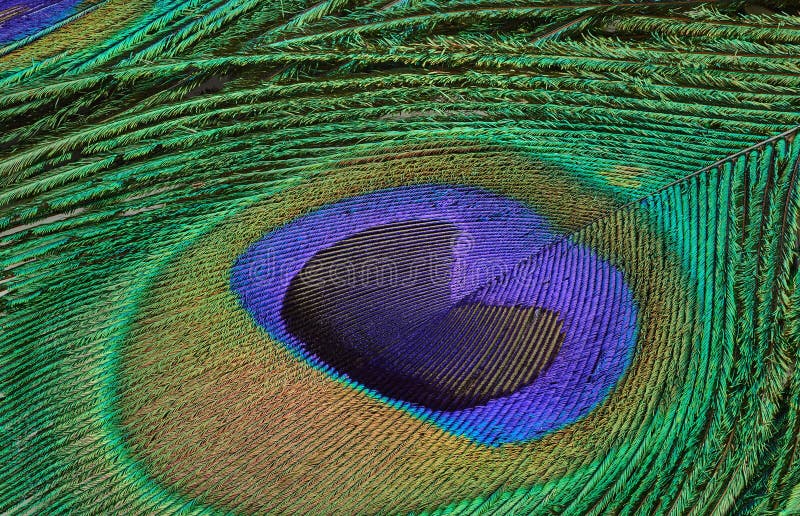 Peacock Feather Closeup Photograph Stock Image - Image of closeup ...
