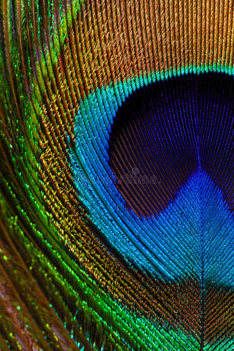 15,035 Peacock Feather Texture Stock Photos - Free & Royalty-Free Stock ...