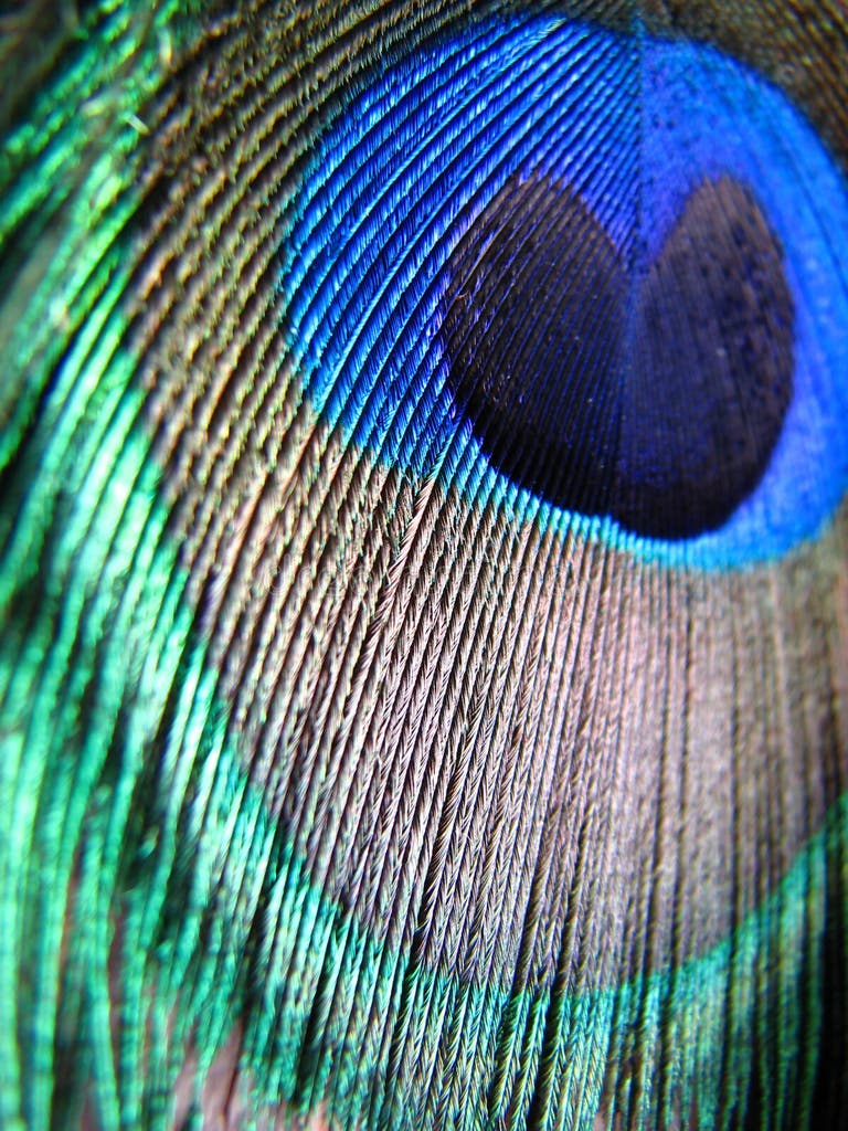 124,520 Exotic Colors Stock Photos - Free & Royalty-Free Stock Photos ...