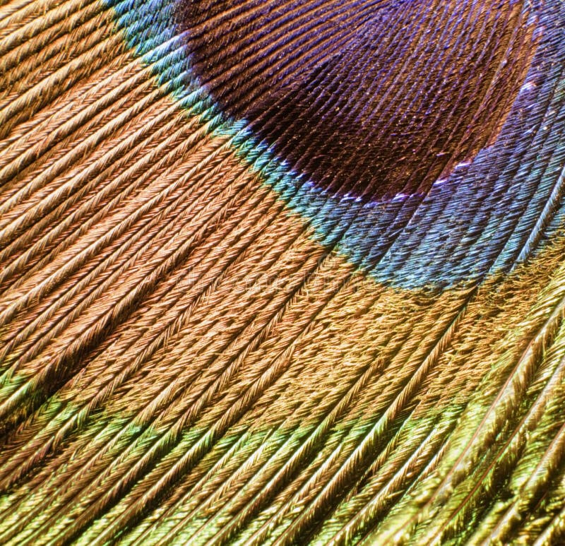 Peacock feather detail stock image. Image of bird, feather - 22480179