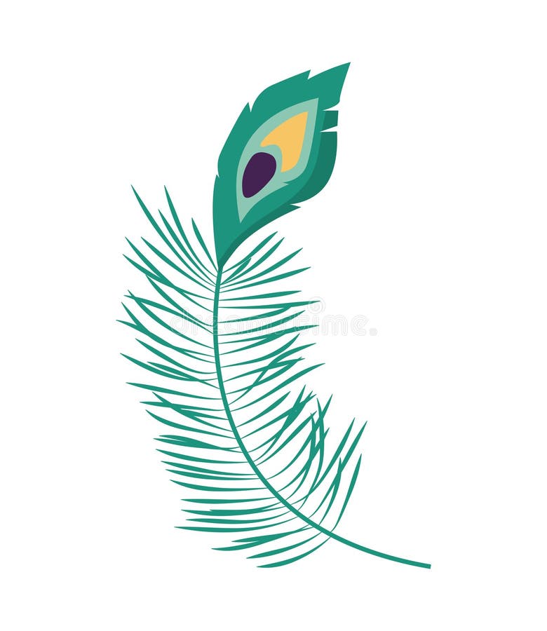 Peacock Feather Illustration Stock Vector Illustration Of Exotic